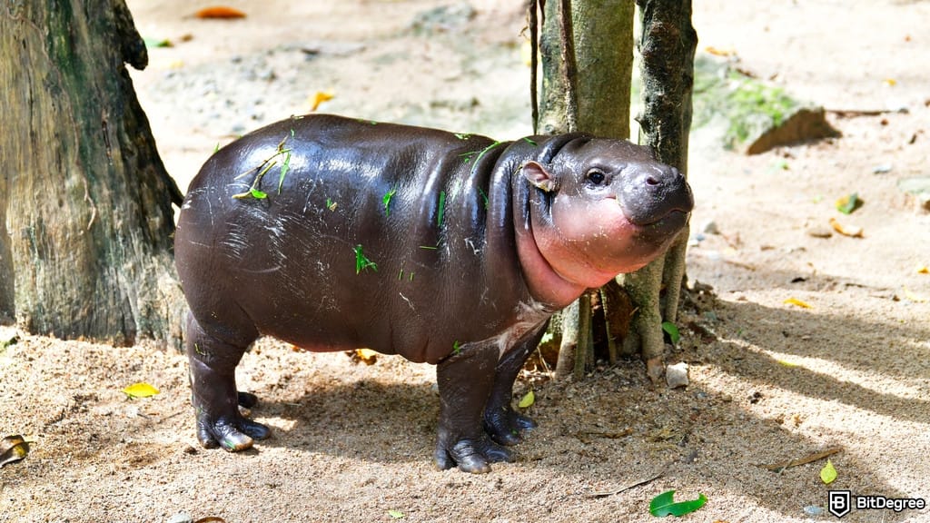 Vitalik Buterin Adopts Viral Hippo Moo Deng